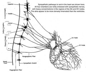 The Sympathetic Nervous System in Heart Failure - ICNR
